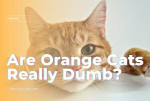 Are Orange Cats Really Dumb? Debunking the Myth (2025)