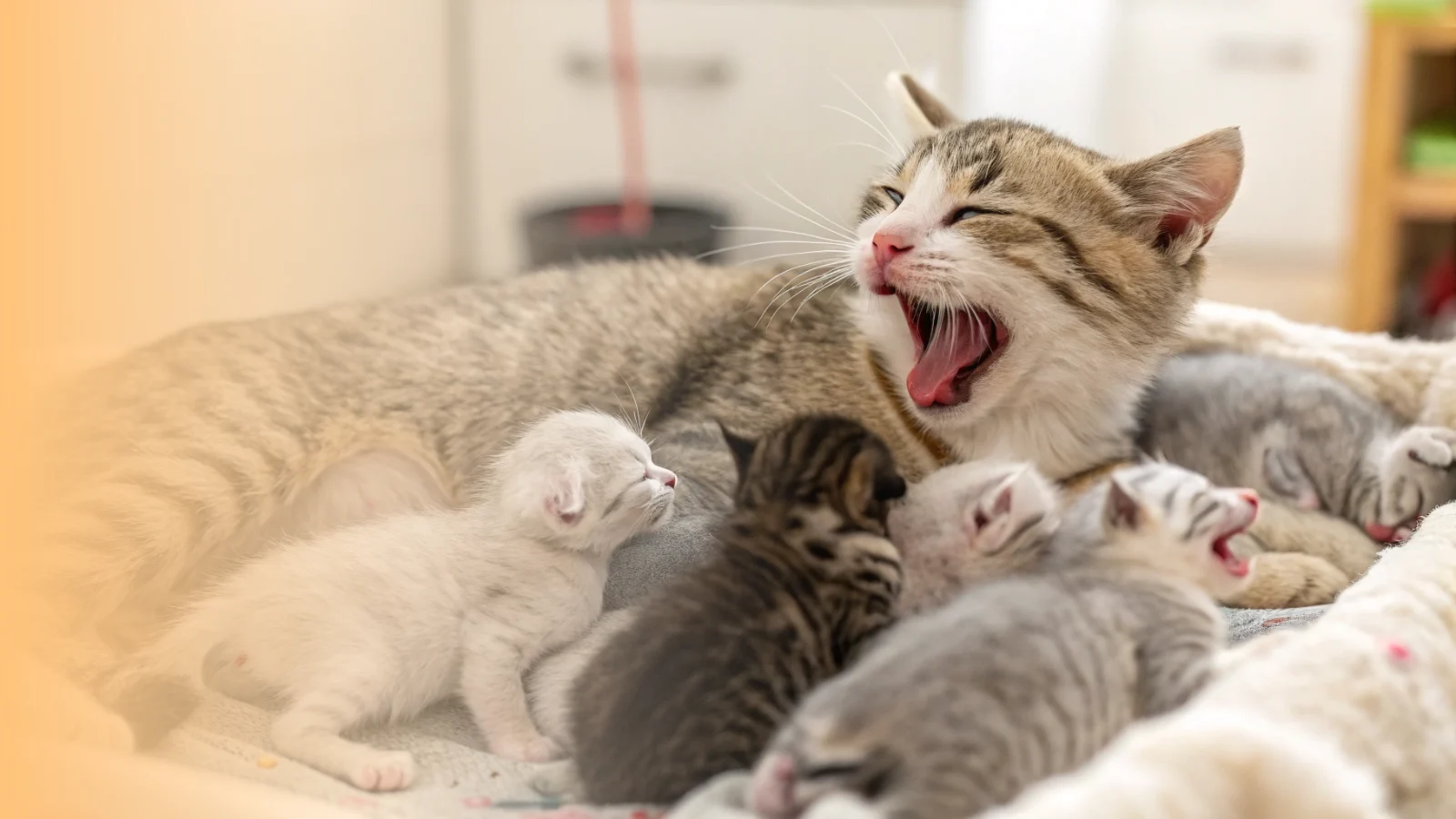 How to Tell if Cat Still Has Kittens Inside? — Meongnium