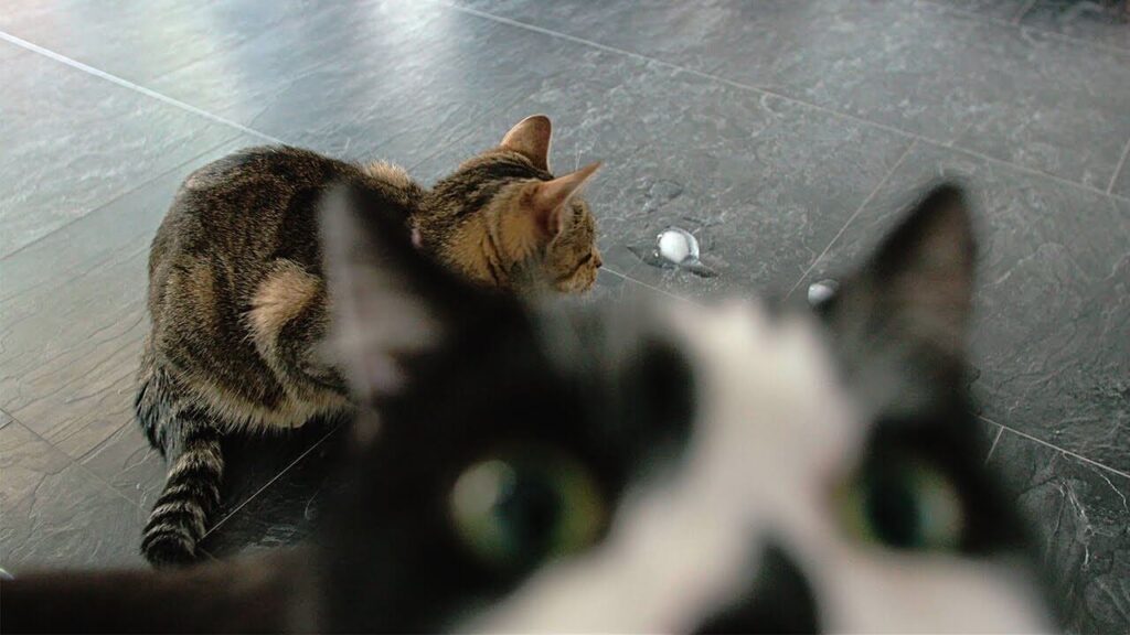 Why Do Cats Like Ice Cubes? [7 Interesting Reasons] — Meongnium