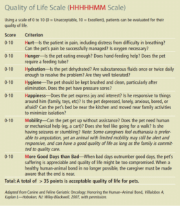 Elderly Cats: When to Euthanize [A Comprehensive Guide]