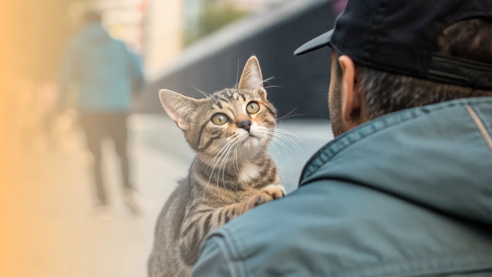 Why Do Cats Jump on Your Back? (A Comprehensive Guide)